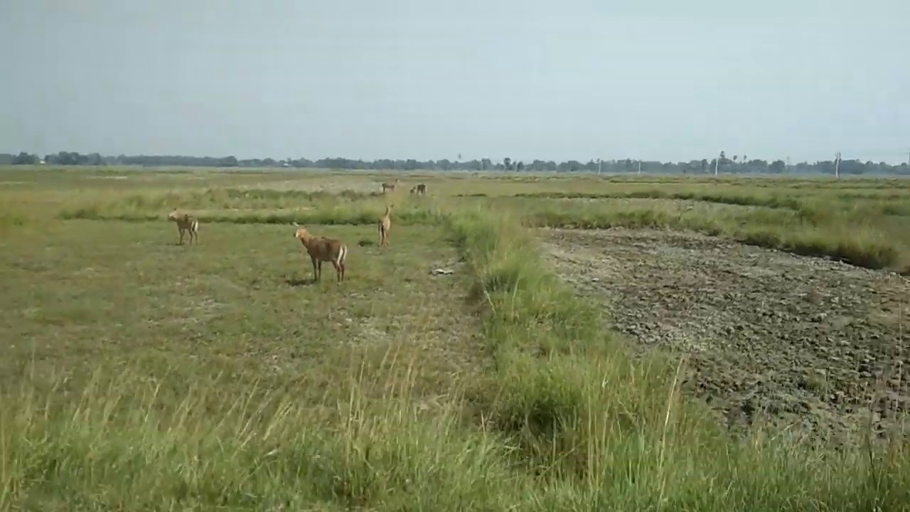 Recorded the video of animals in Bihar. Part 2 - YouTube