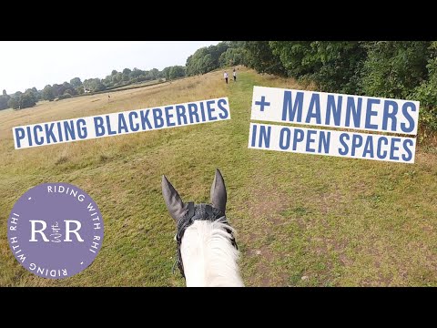Blackberry Picking on Horseback + Manners in Canter | GoPro Hack Out With Me | Riding With Rhi