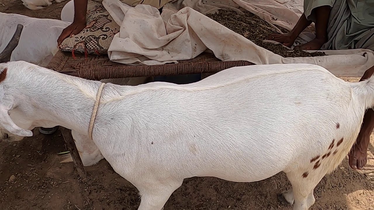 40000 BAKRA MANDI PAKISTAN - YouTube
