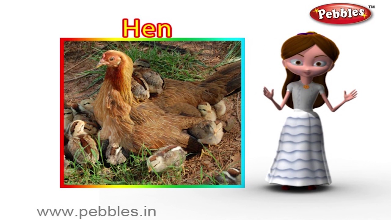 Hen Bird Nursery Rhyme | Bird Rhymes | Nursery Rhymes For Kids ...