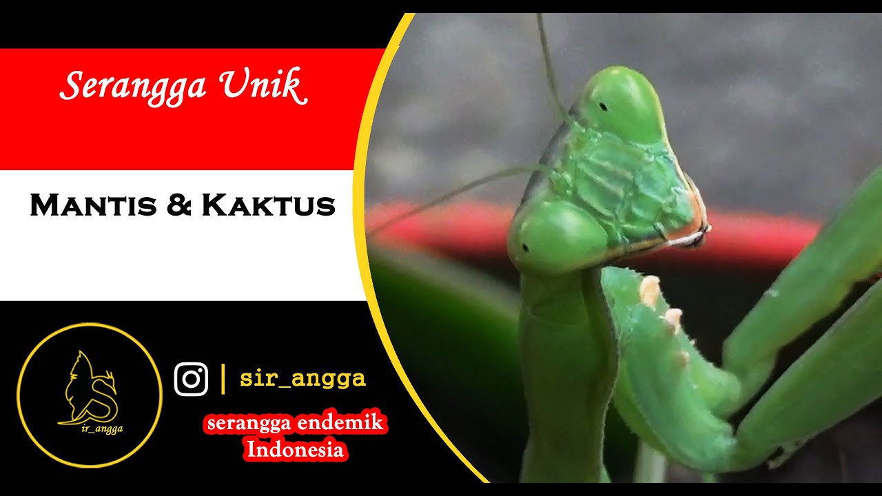 serangga unik "Congcorang dan kaktus" galakan congcorang I Hierodula ...