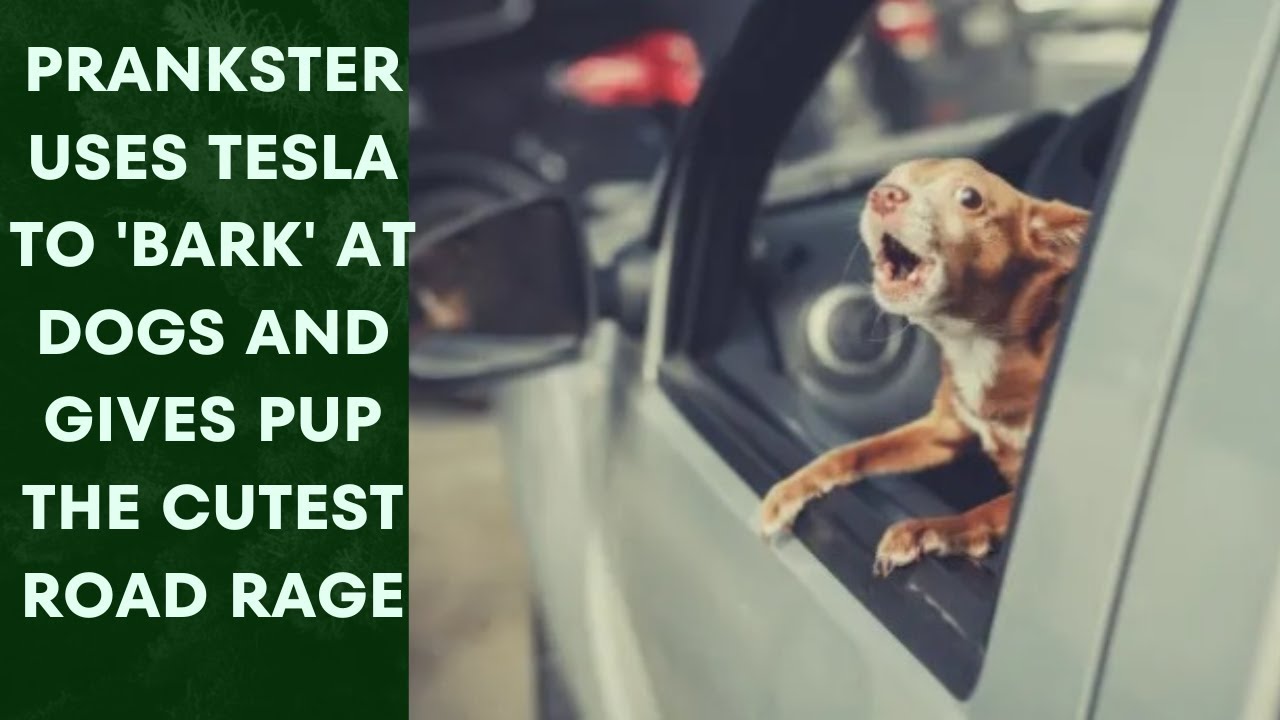 Prankster Uses Tesla to 'Bark' at Dogs and Gives Pup the Cutest Road ...