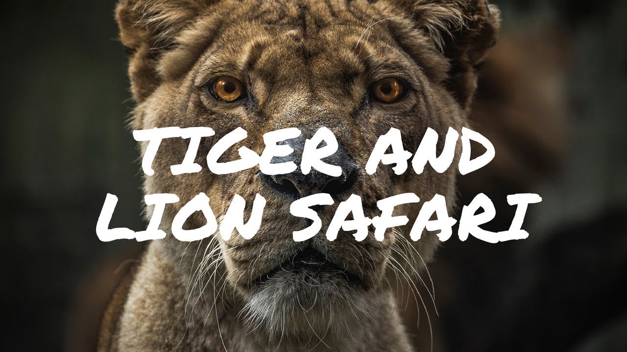 TIGER AND LION SAFARI,ZOO,CHILDREN'S PARK, AT SHIMOGA,KARNATAKA, INDIA ...