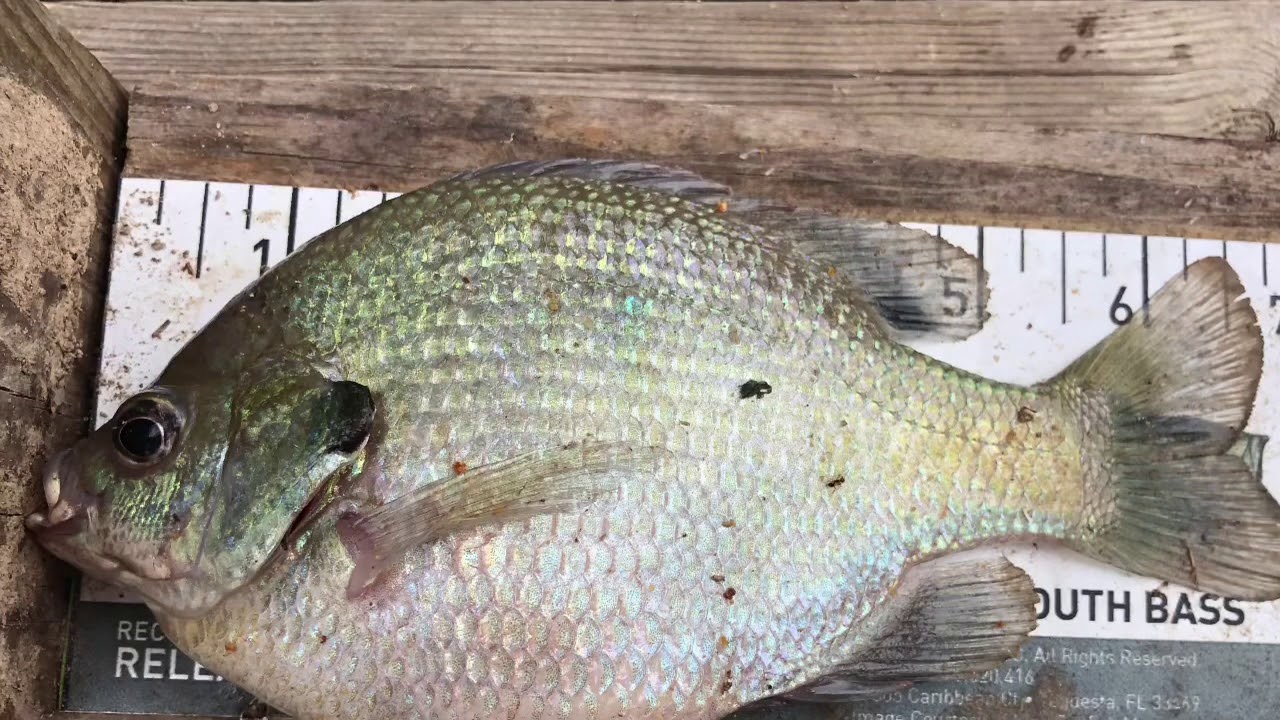 Bluegills in in the pond - YouTube