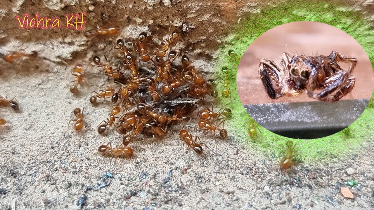 Fire Ants VS Spider | Feeding my Fire Ants - YouTube