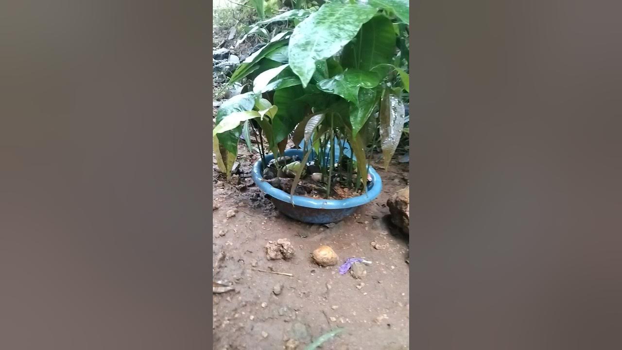 nanam mangga - YouTube