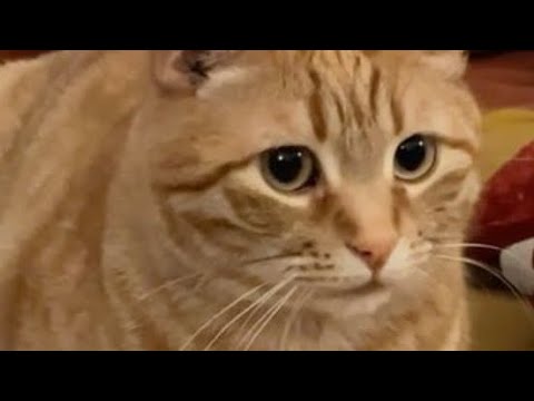 Daddy why wont you let me play with her || meme || - YouTube