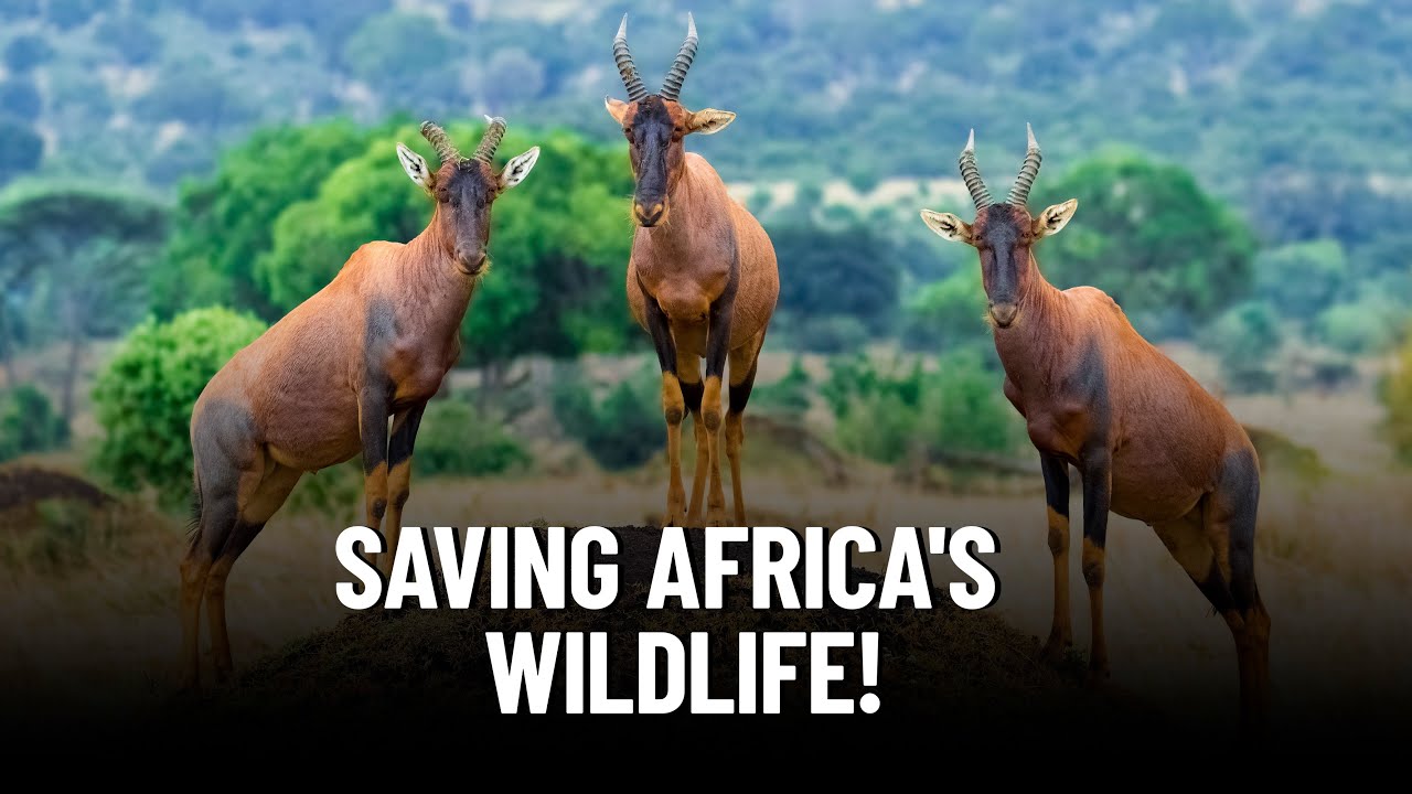 Saving Africa's Wildlife: The Power of Conservancies! - YouTube