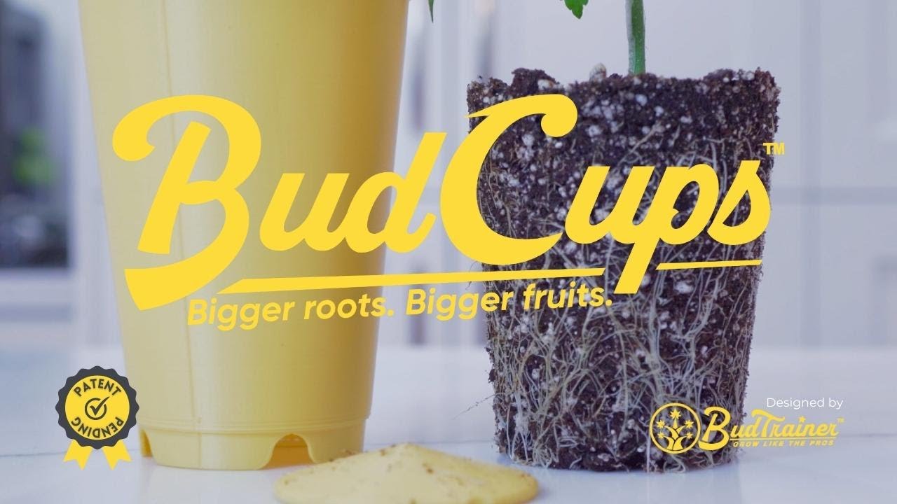 BEST STARTER CUPS FOR YOUR SEEDLINGS (No more single-use plastic) - YouTube