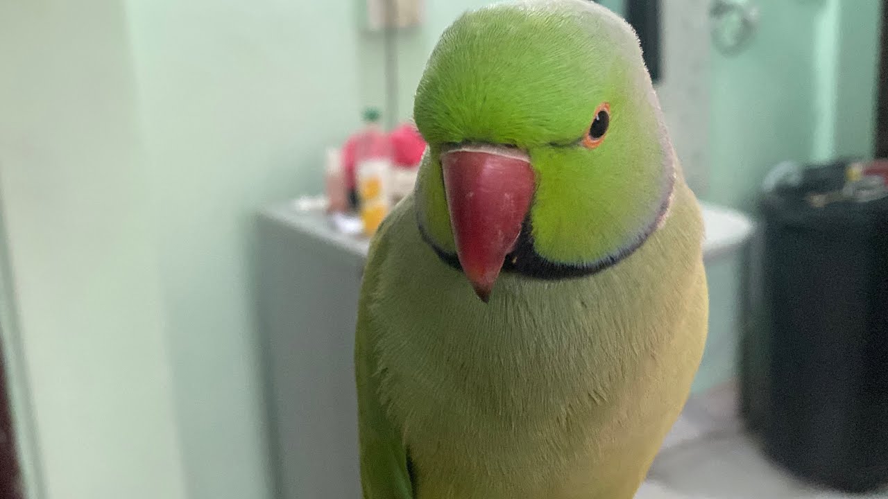 Non-Stop Parrot Talking | Funniest Parrot Conversations Ever! - YouTube