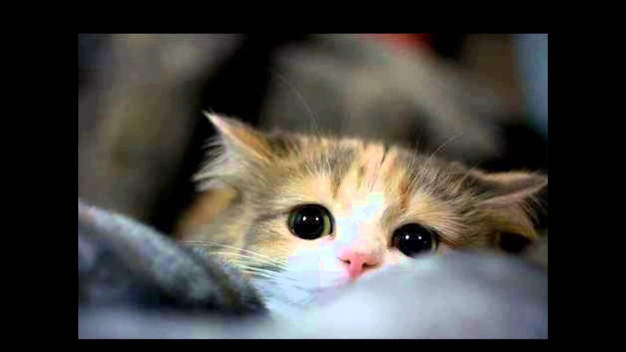 Digimon sad song - YouTube