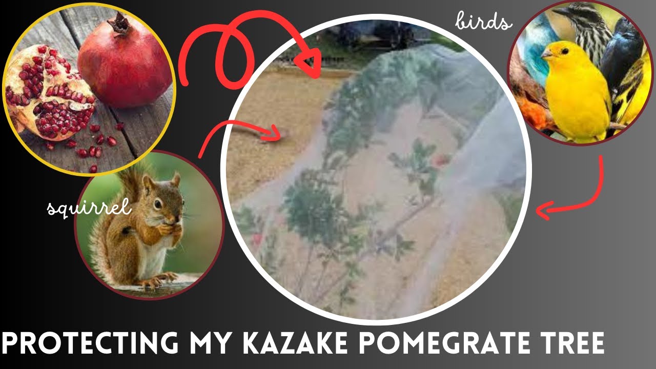 🎋PROTECTING MY KAZAKE POMEGRATE TREE - YouTube