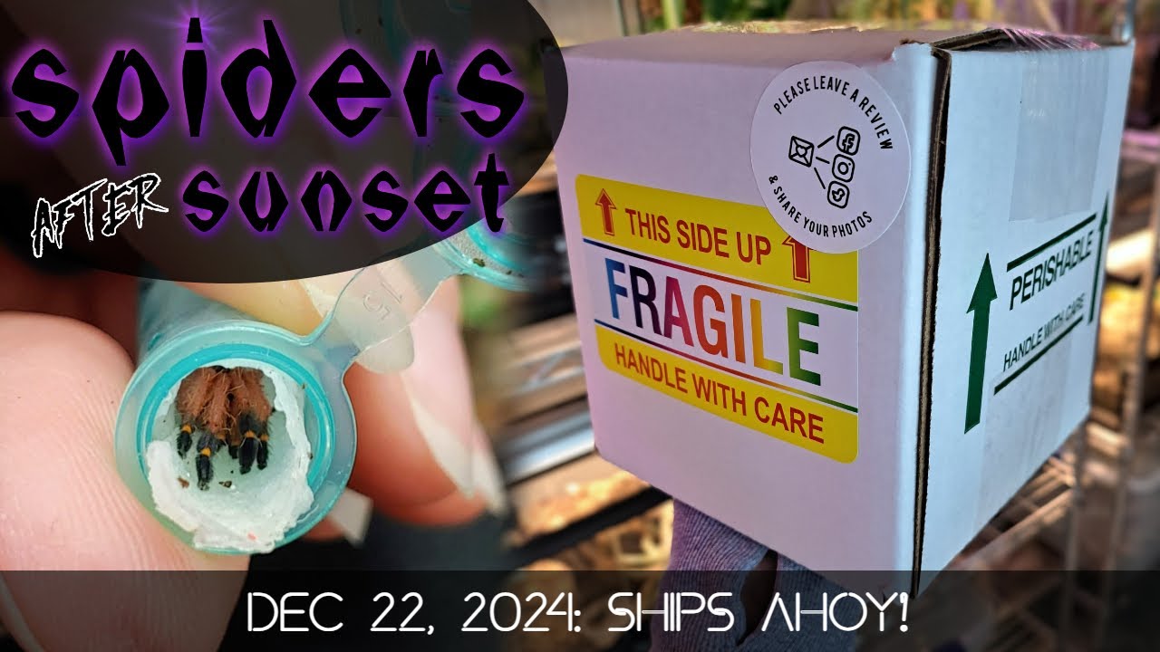 Preparing, Packing, Shipping Spiders: A Complete Guide! ~ Spiders After ...