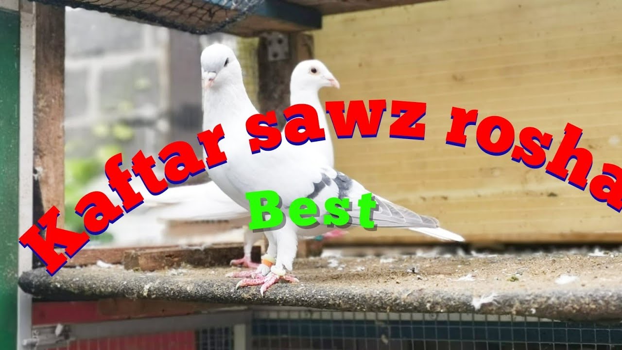 Competition Kaftar Sawz Roshan afhgan - YouTube