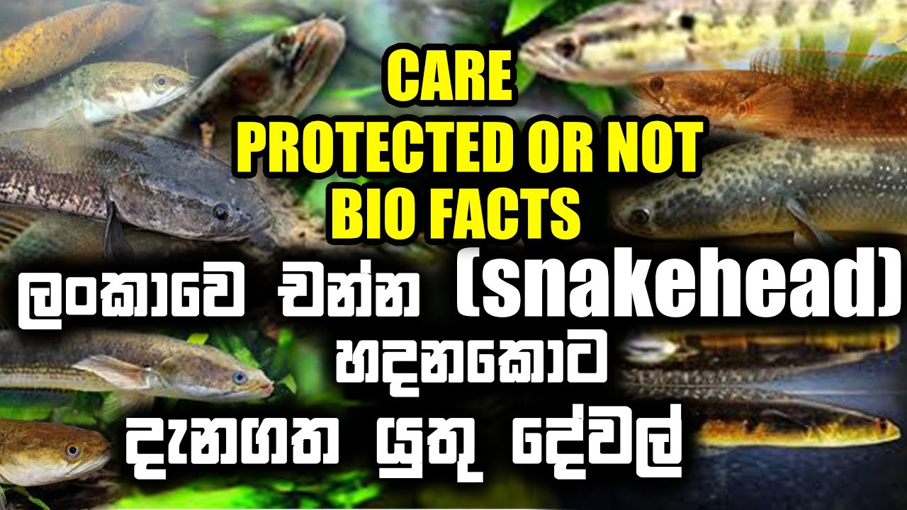 Important facts of Sri Lankan Channa fish(snakehead)| CARE |BIO FACTS ...