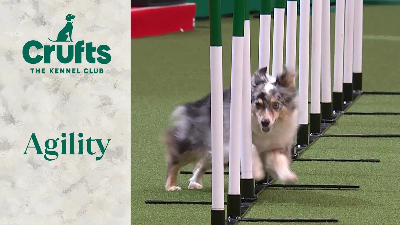 Agility - Singles Heat Part 2 (Agility) | Crufts 2024 - YouTube