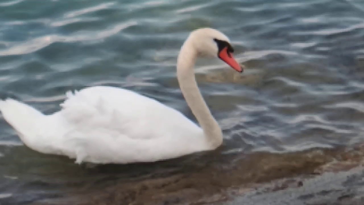 Swan - YouTube