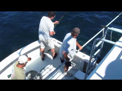 Danny's Shark