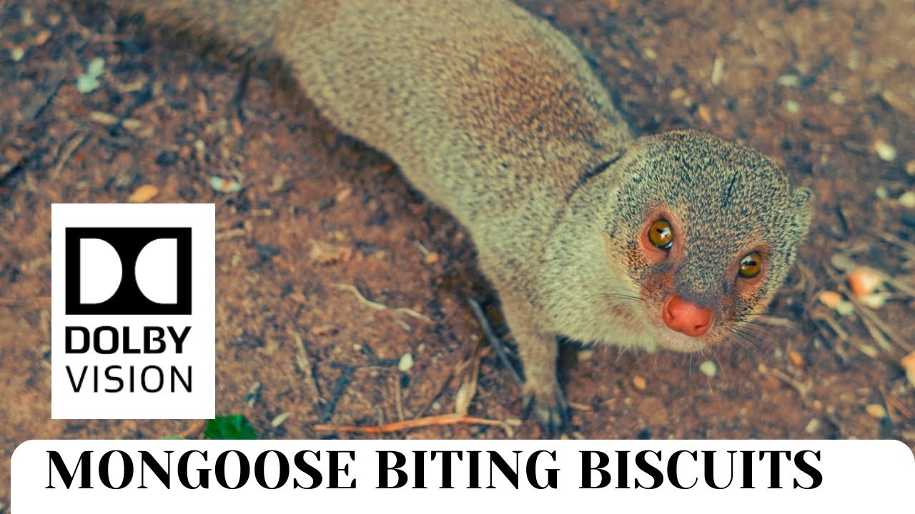 Mongoose Eating Food 🍪 - YouTube