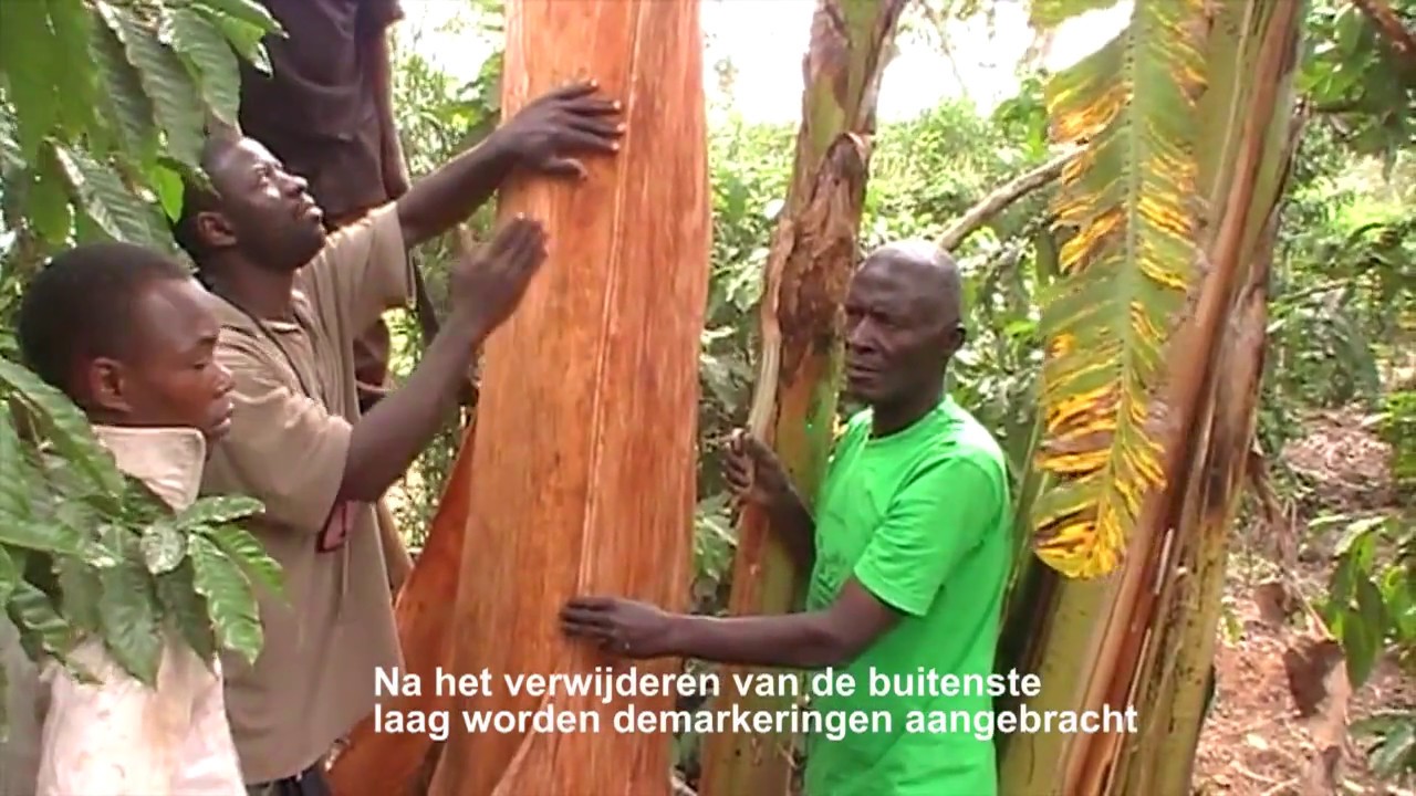 Bark cloth in Uganda - YouTube