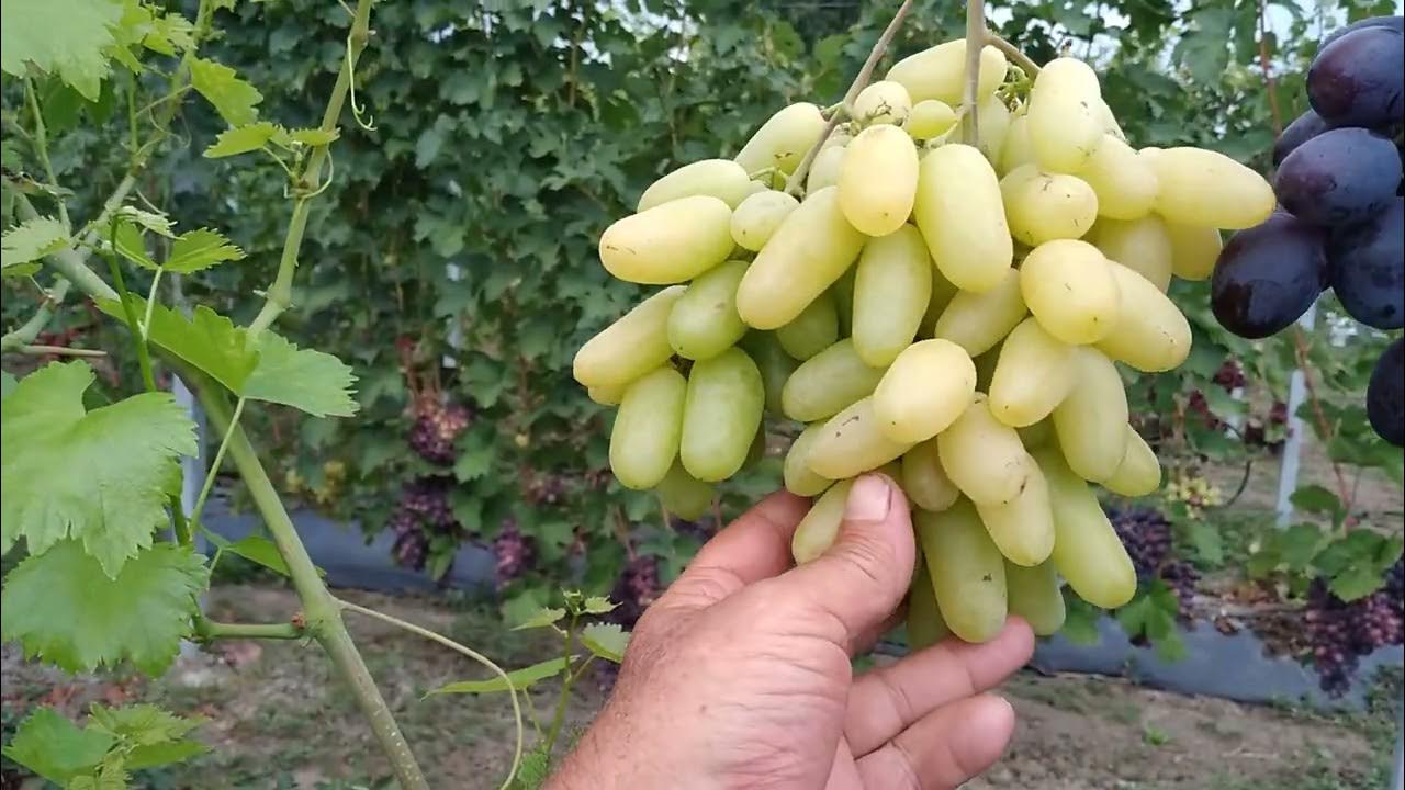 Виноград на 20.08.22г.(Альянс,Эскалибур,Урум,Талдун,Посланник и т.д ...