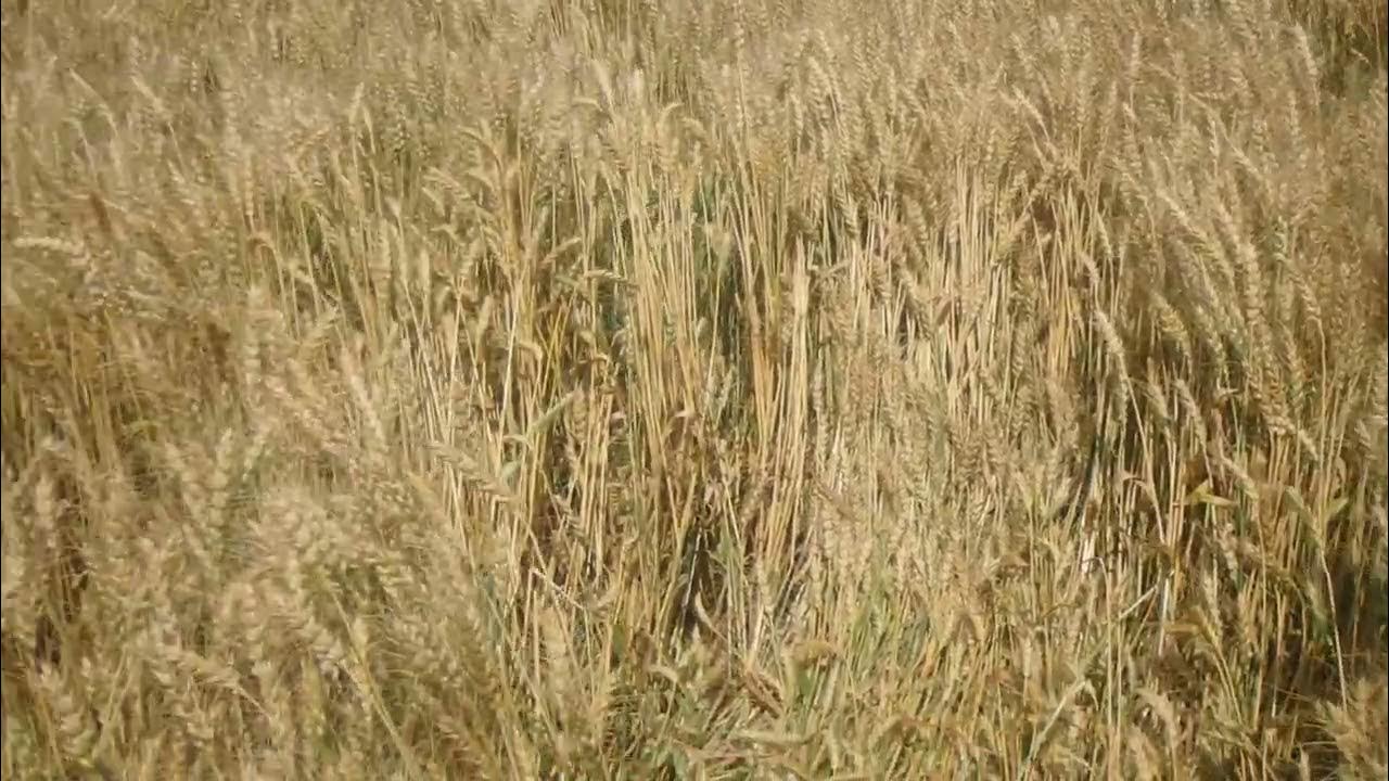 Пшеница мягкая яровая Гранни - YouTube