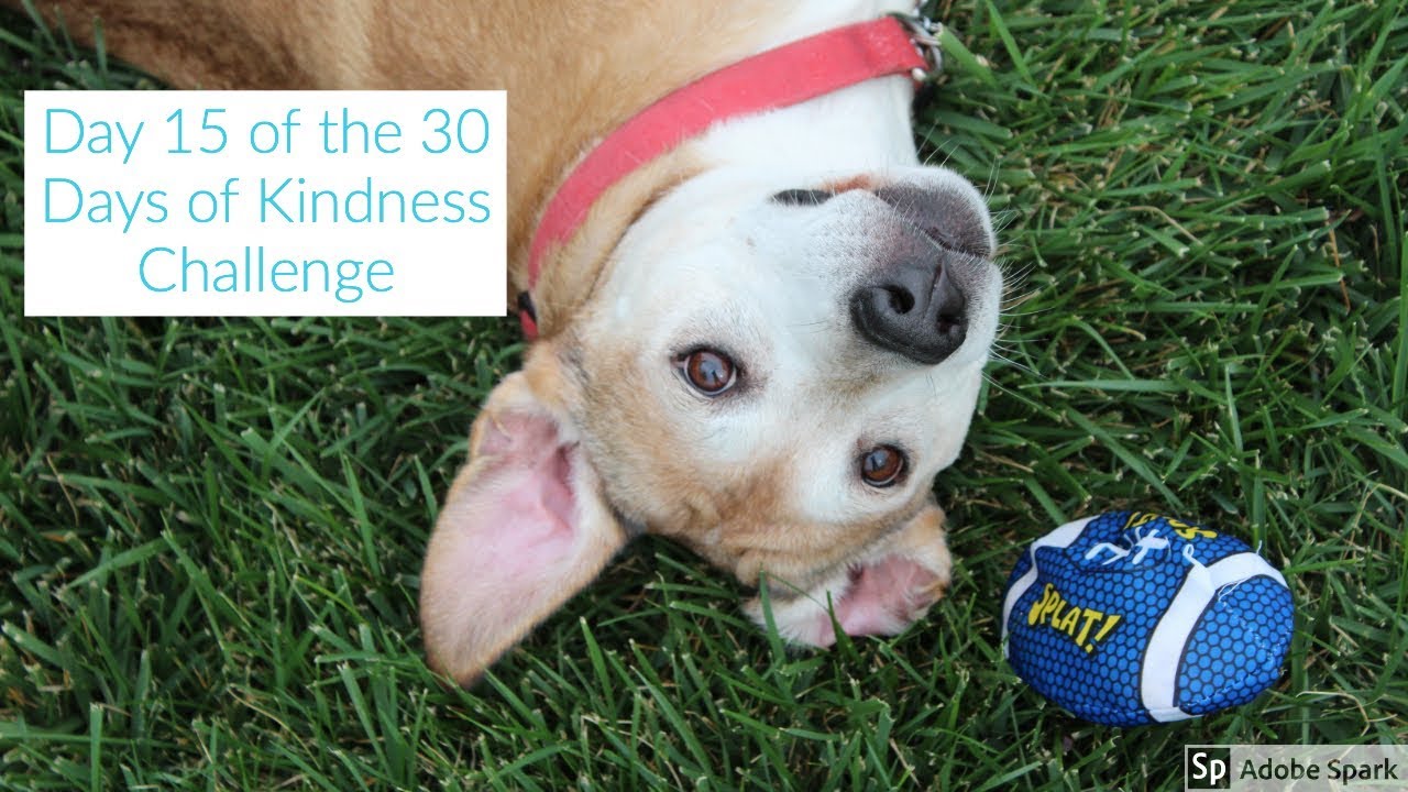 Day 15 of the 30 Days of Kindness Challenge! - YouTube