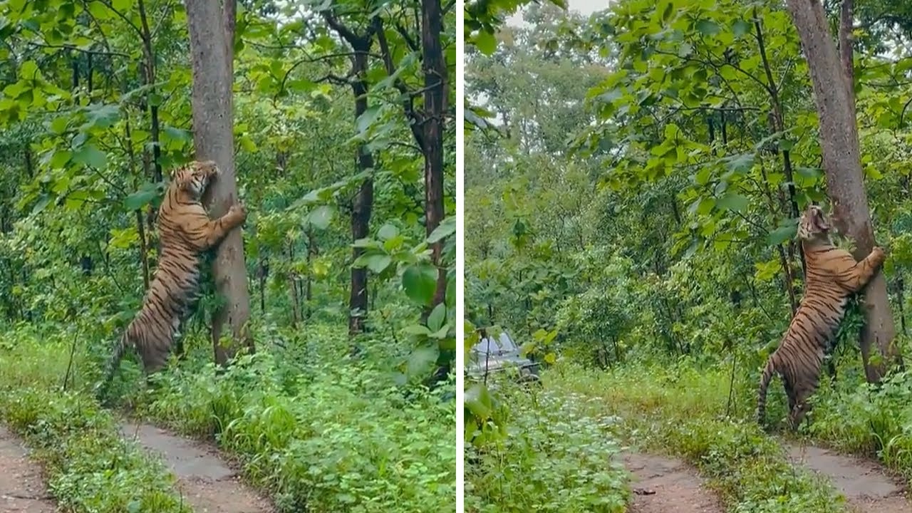 Huge tiger loves hugging trees in Indian national park - YouTube