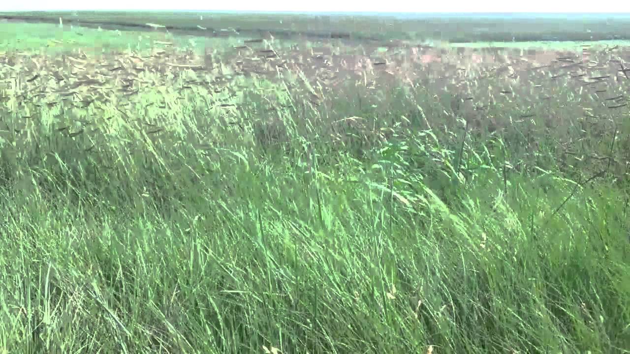 Buffalo Grass And Blue Grama Grass Youtube