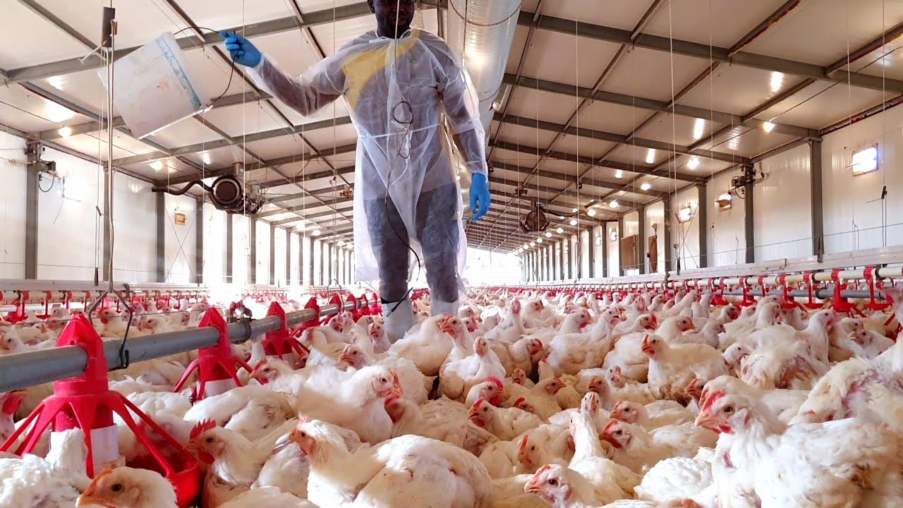 How to know if chickens are healthy (Broiler Farming) - YouTube