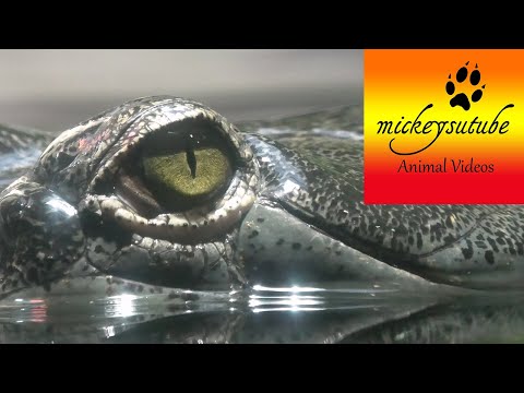 Close-up Of the Gharial and Scared Looking Brown Roofed Turtle