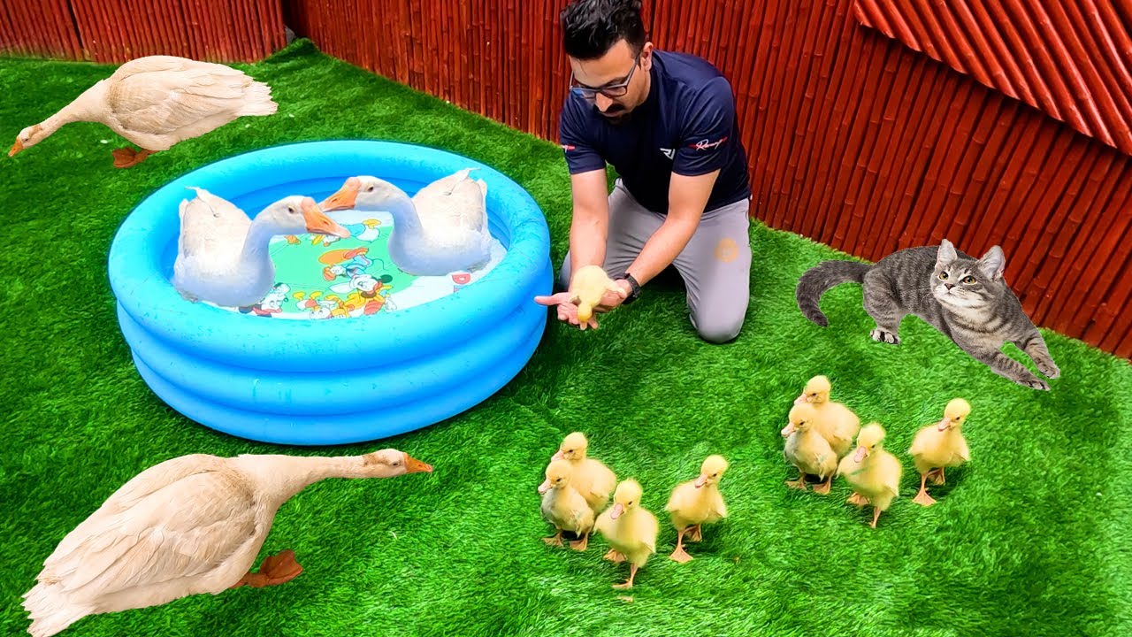 Duck and Ducklings Ran Away From Master Cage 😯 Zahid Pets Setup - YouTube