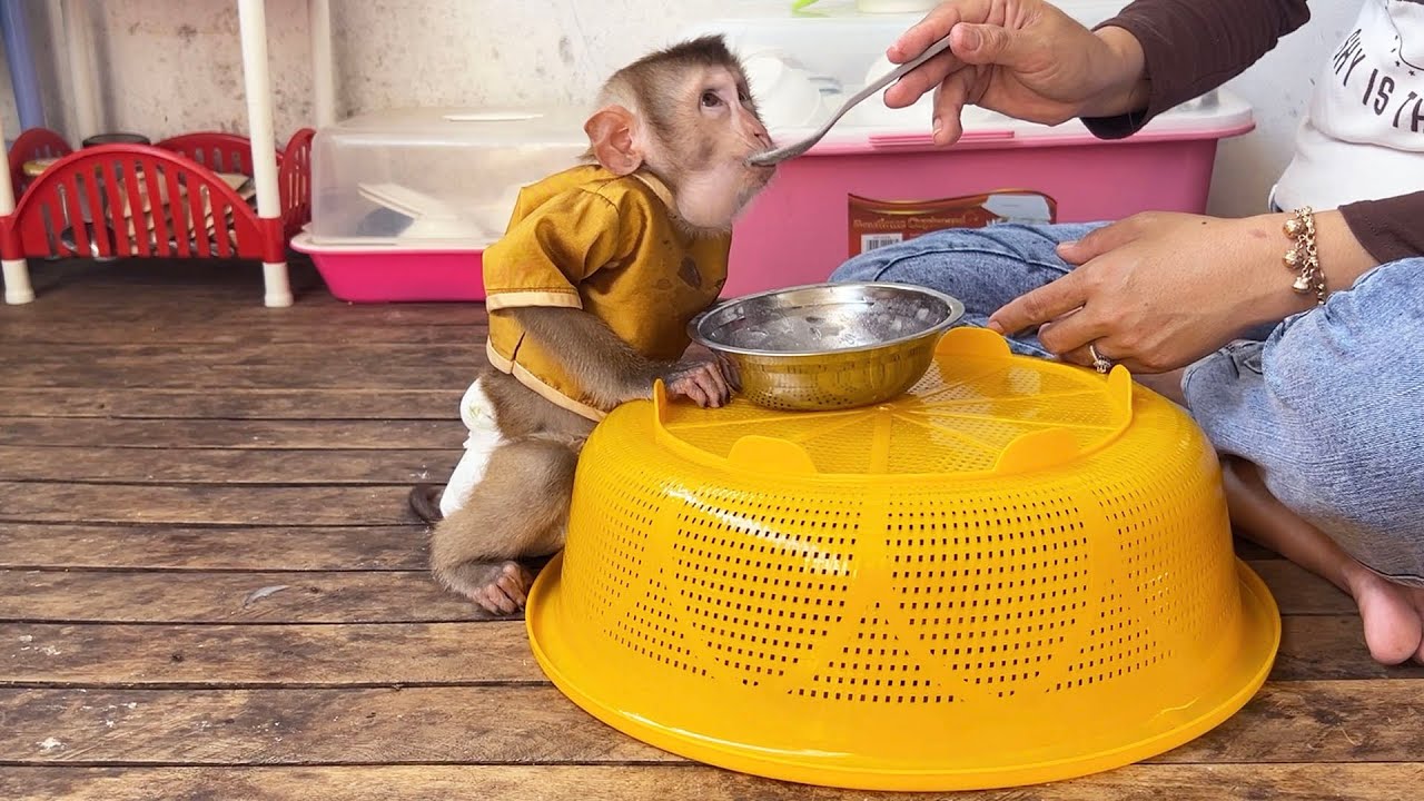 MODY Very Obedient and Nicely Sit Eating Mom’s Well Fed Yogurt - YouTube