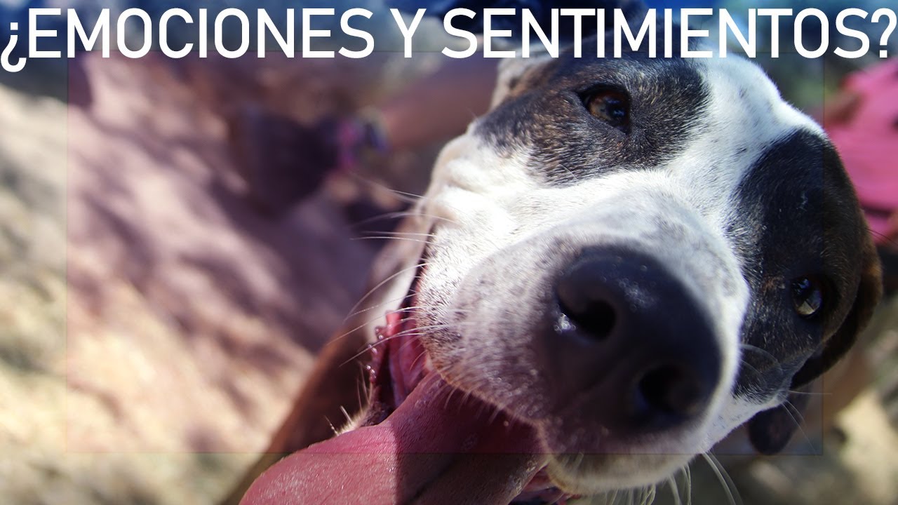 ¿Tienen los perros emociones y sentimientos? - Etología canina - YouTube