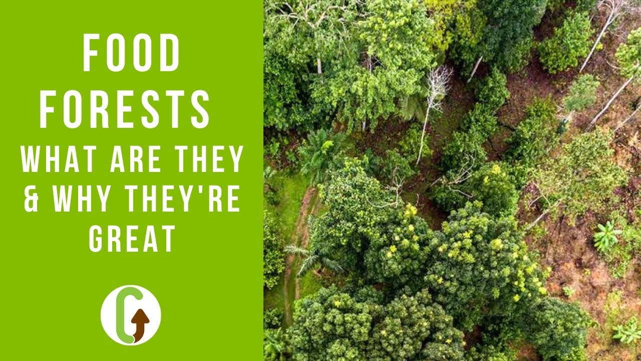 Food Forests [What Are They & Why Are They So Great?] | GroCycle - YouTube