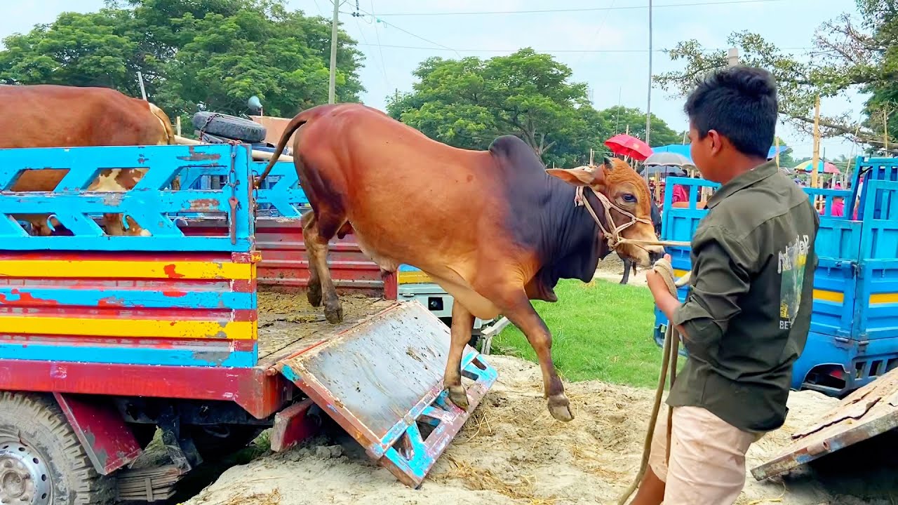 Cow unloading at very popular village cattle market Cow unloading from ...