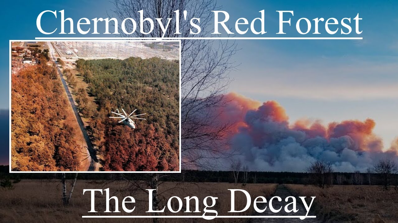 Chernobyl's Red Forest: The Long Decay - YouTube