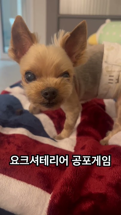 심장 주의 공포 주의 심약자 주의 뿌미 넘무 무섭죠 아이고 무서브라~~~~😆 요크셔테리어 요키 Youtube