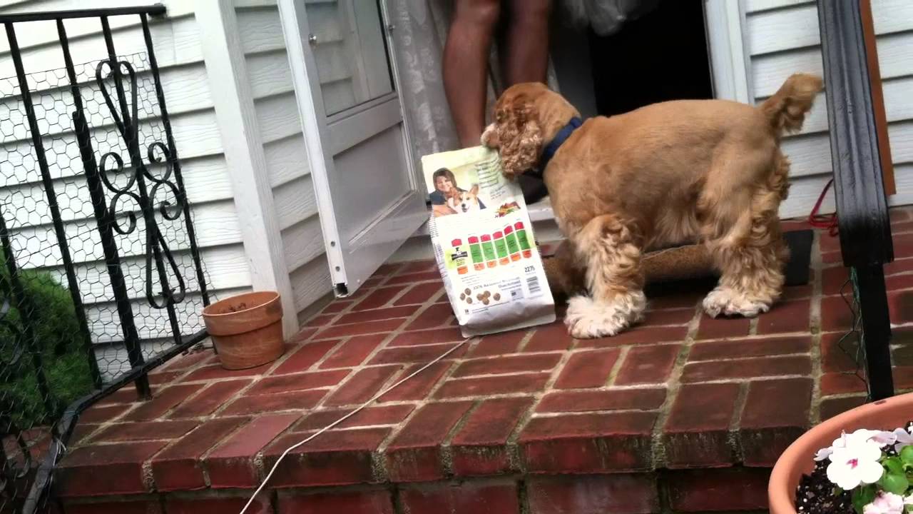 american cocker spaniel carrying his food - YouTube