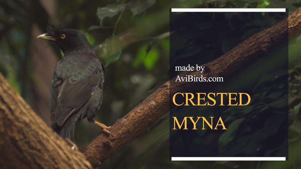 Crested Myna / Chinese Starling [Acridotheres Cristatellus] - YouTube