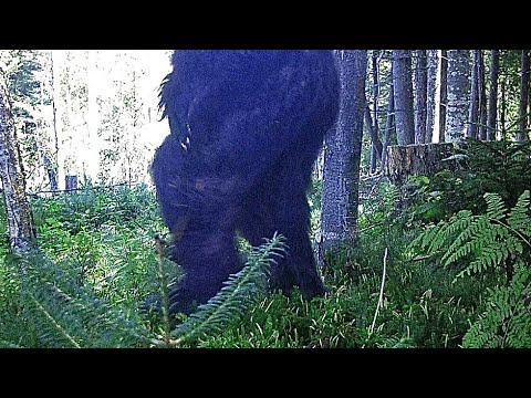 HUGE PREDATOR WALKS ON HIDDEN TRAIL-CAM!
