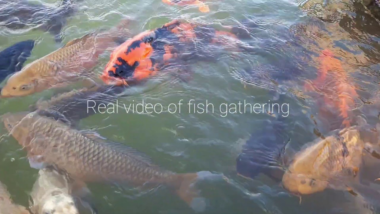 Fish gathering at love lake - YouTube