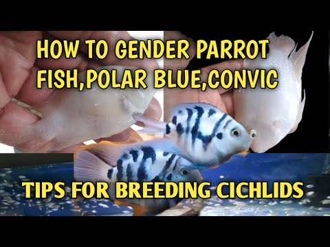 HOW TO GENDER PAROT FISH,POLAR BLUE AND CONVIC CICHLIDS - YouTube