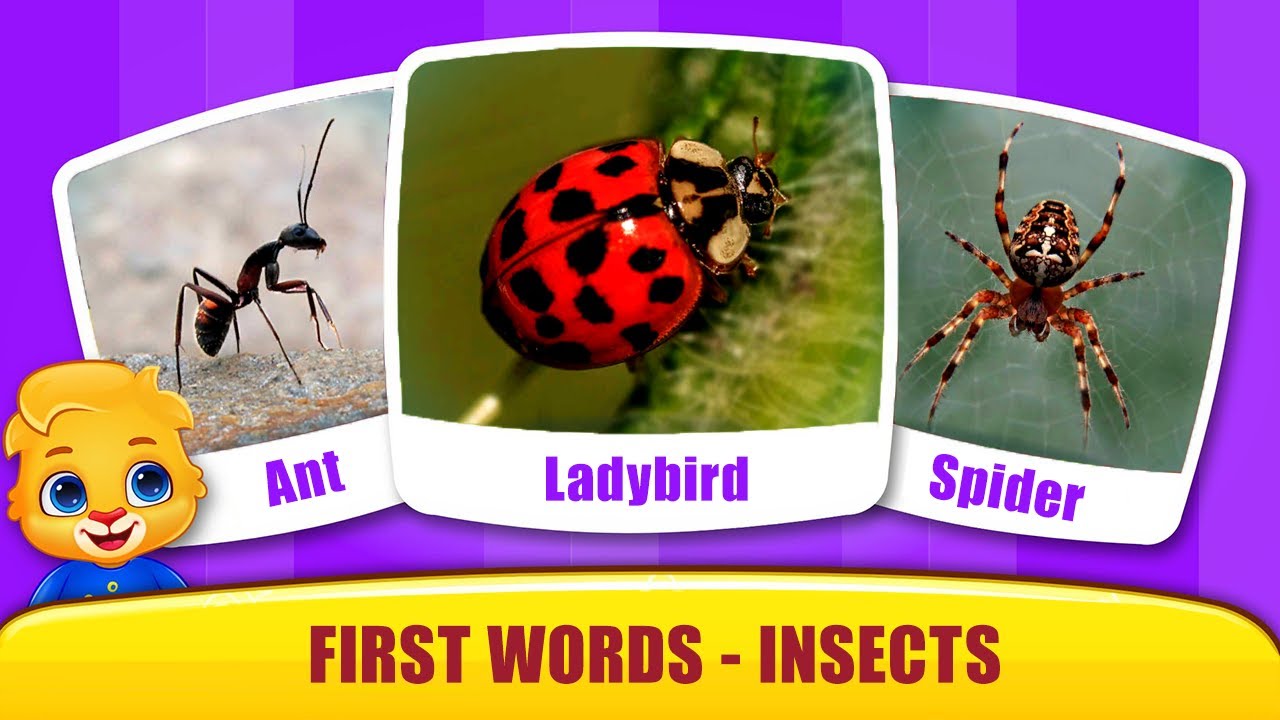 Baby's First Words #5 - Learn Insect Names and Sounds with Lucas | RV ...
