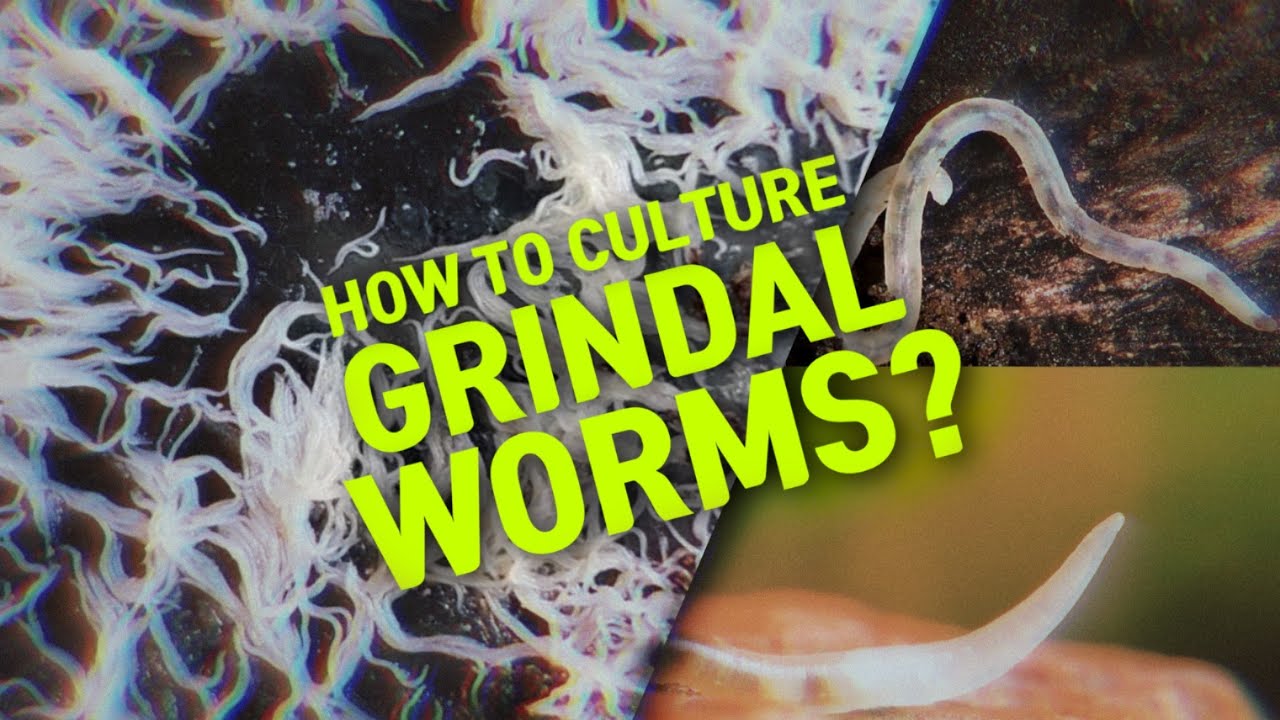 How To Culture Grindal Worms | English Subtitles | Bubbles Aqua ...