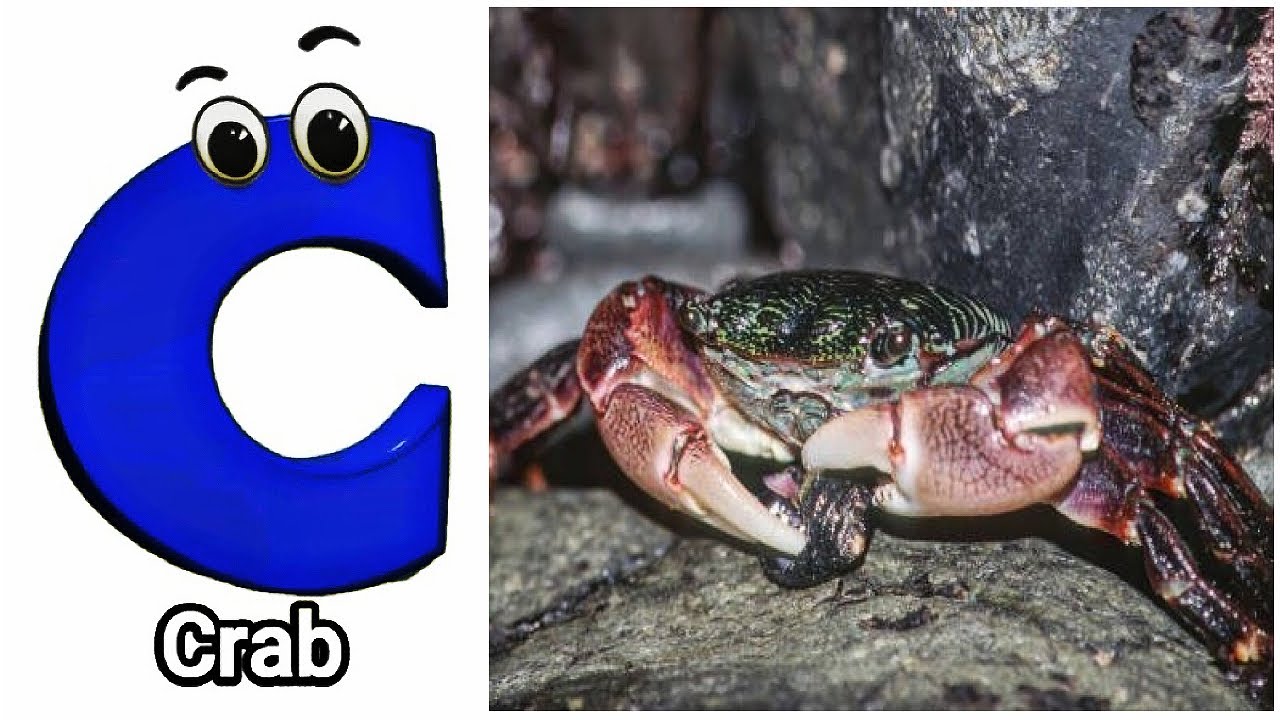 ABC Song | Sea Animals ABC Song | Phonics for Kids, Learn ABC, Baby ...