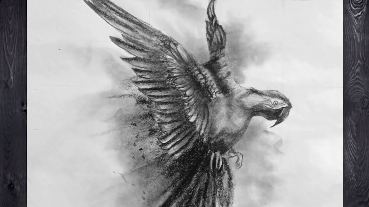 ️How to Draw a Beautiful Parrot | Drawing a Parrot Step - By - Step ...