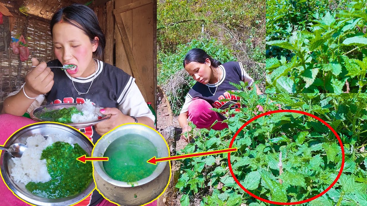 Manjita Picking & eating nettle curry || Manjita's Green nettle curry ...