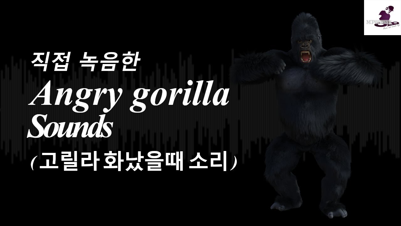 [무료효과음] 고릴라 화났을때소리/Angry gorilla Sounds/ゴリラの咆哮, กอริลลาคำราม, рев ...