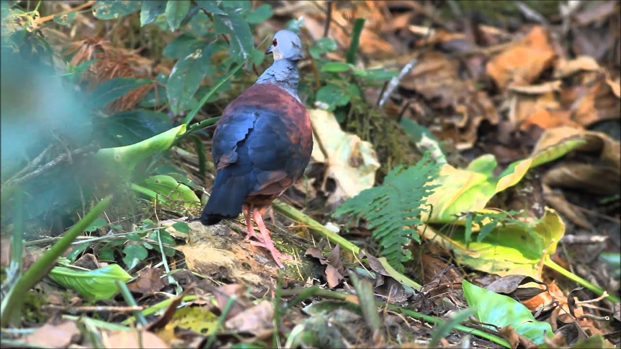 Crested Quail Dove - YouTube
